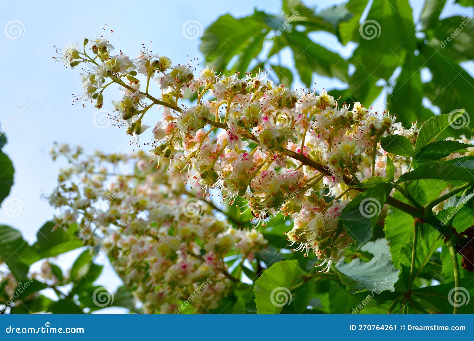 Lush White Chestnut Flowers among Green Leaves on Branches Stock Image - Image of springtime ...