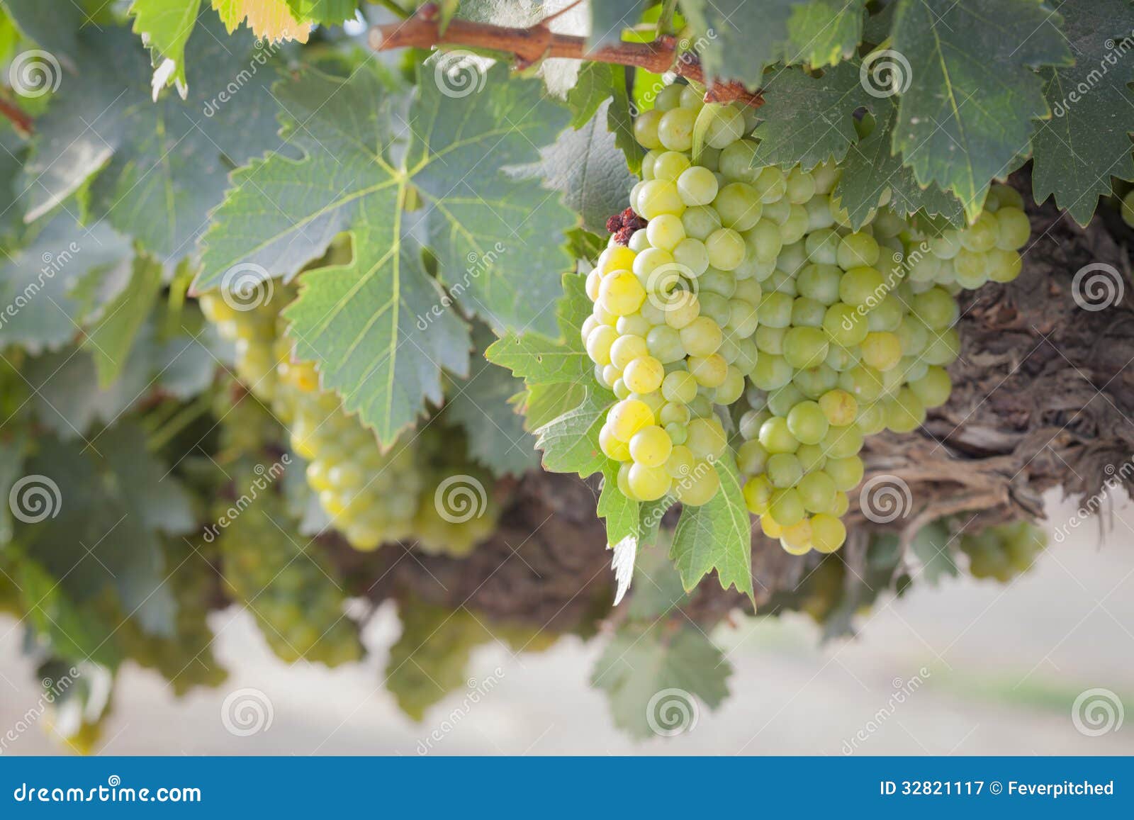 Lush White Grape Bushels Vineyard in the Morning Sun Stock Image ...