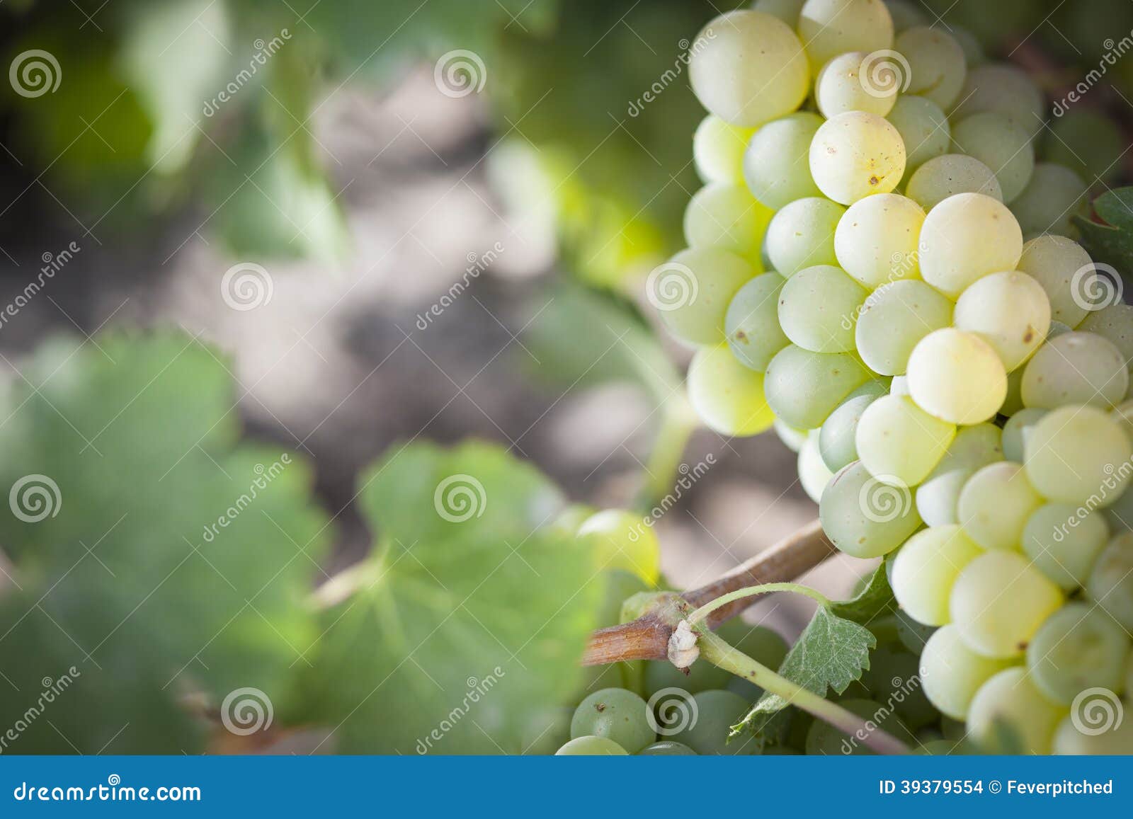 Lush White Grape Bushels Vineyard in the Morning Sun Stock Photo ...