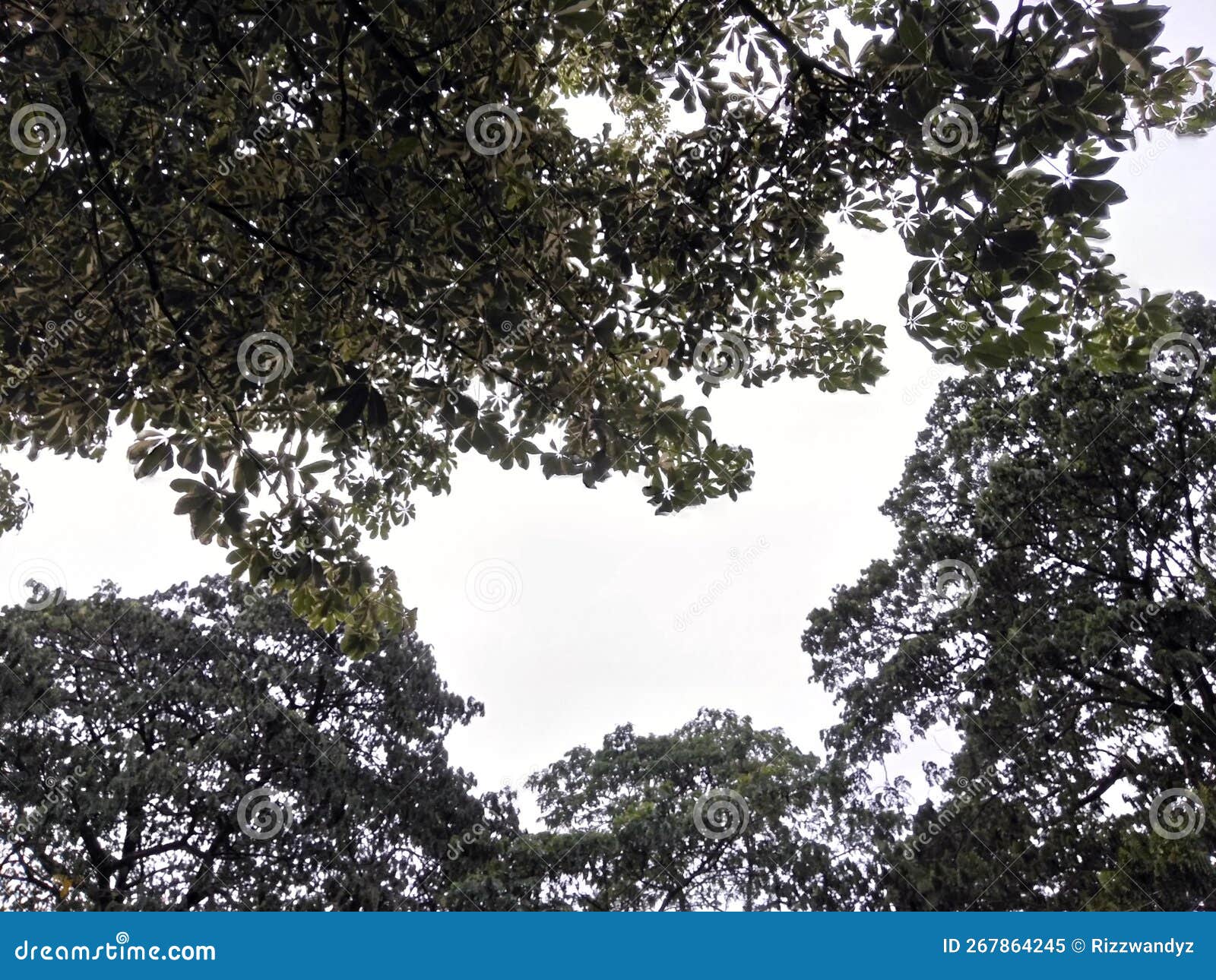 Lush Wild Tree in the Evening Stock Image - Image of autumn, wild ...