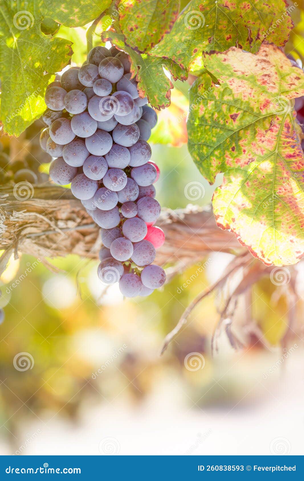 Lush Wine Grapes Clusters Hanging on the Vine Stock Image - Image of ...