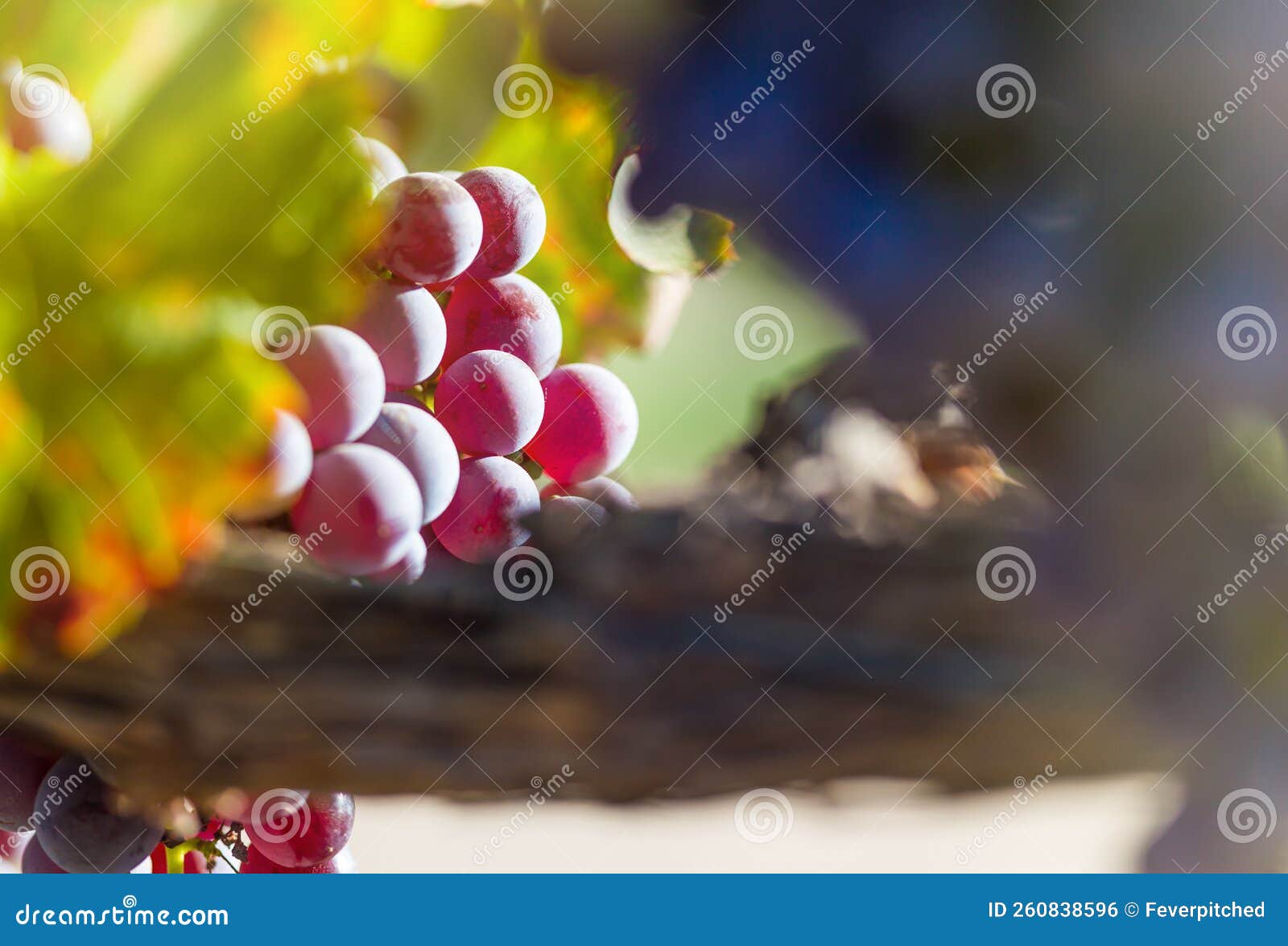 Brilliant Colored Wine Grapes Clusters Hanging on the Vine Stock Photo ...