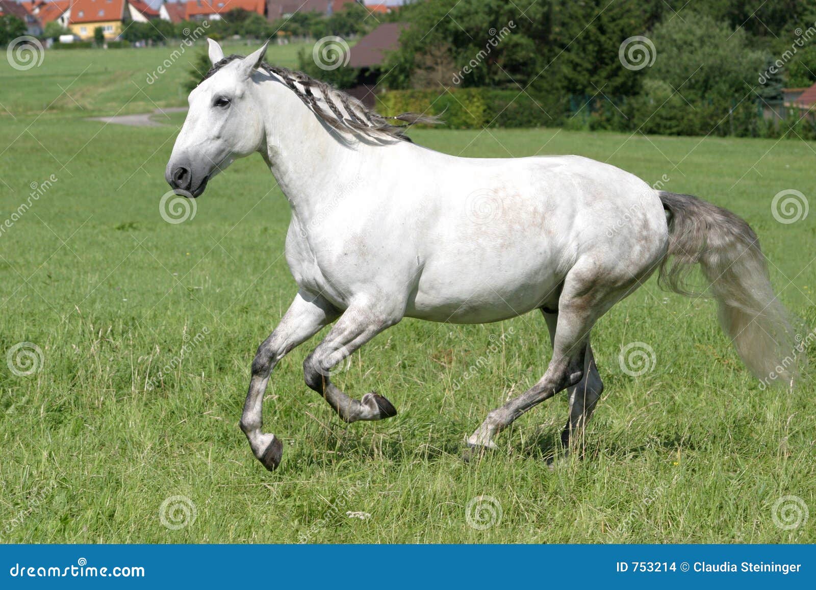 Lusitano horse stock photo. Image of equine, galloping - 753214