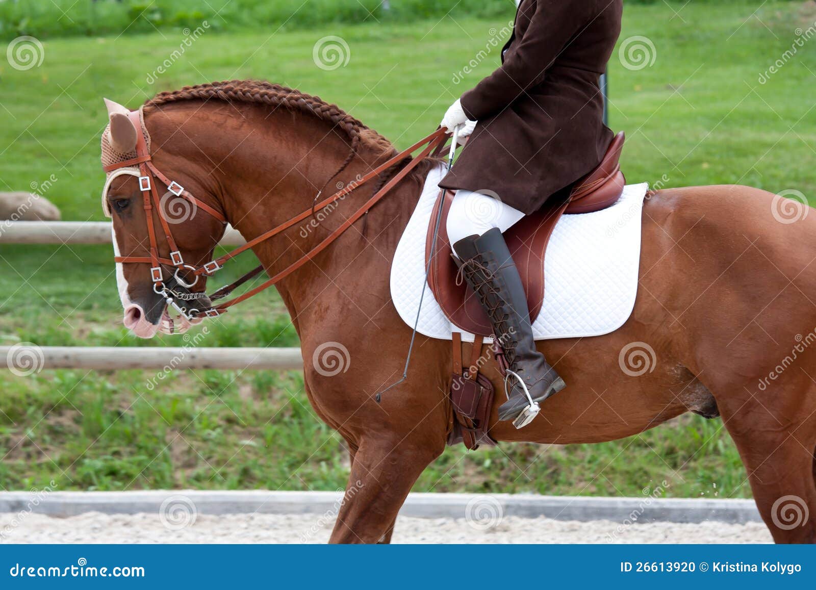 Lusitano Pferd mit Reiter stockfoto. Bild von krupp, tier - 26613920