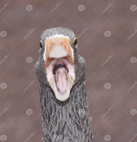 Lustige Gans stockfoto. Bild von tiere, gans, angriff - 16701694
