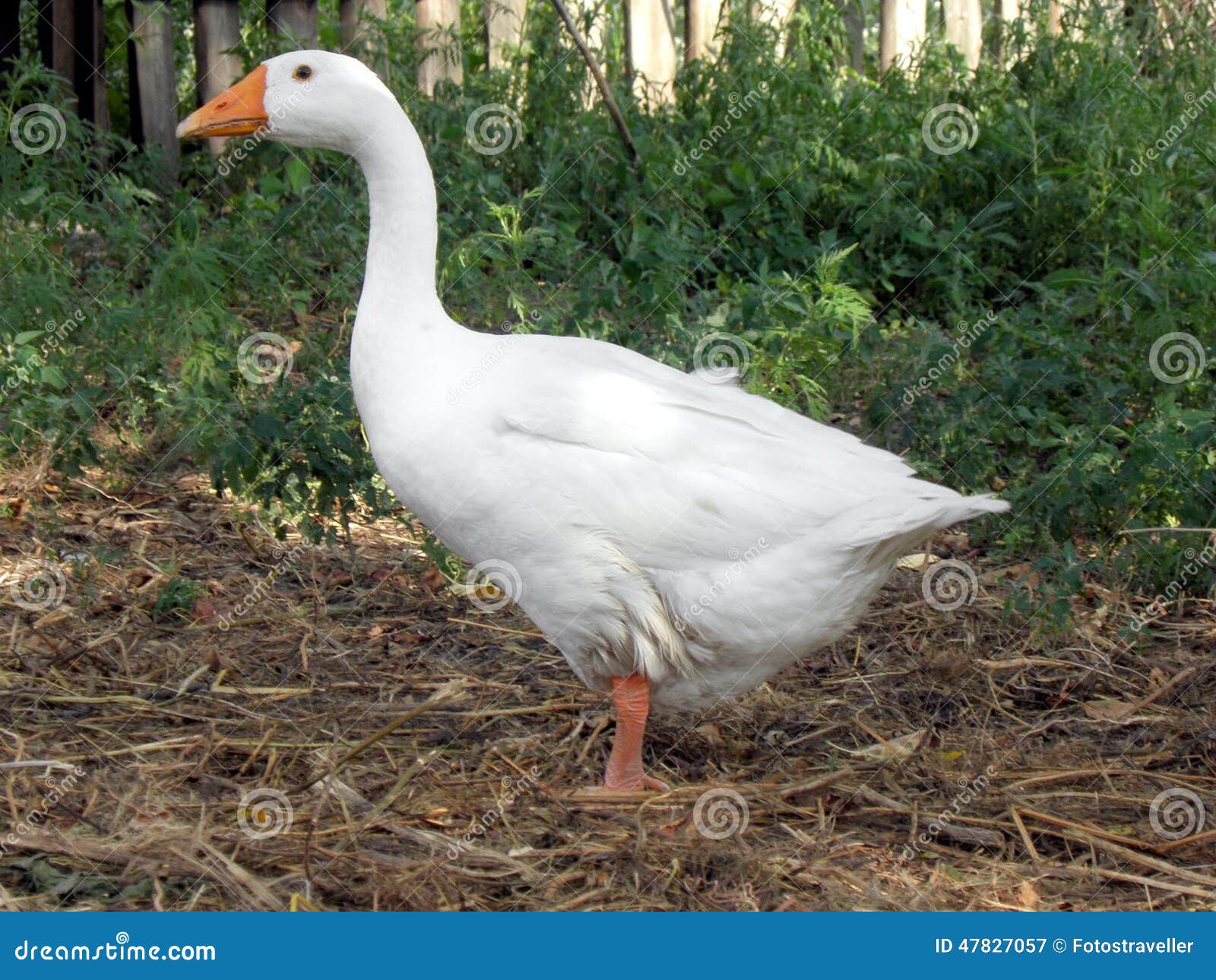 Lustige Gans stockbild. Bild von dorf, porträt, gras - 47827057
