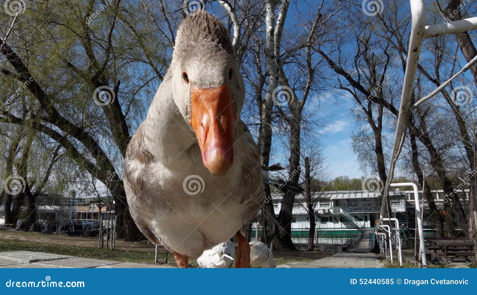 Lustige Gans stockbild. Bild von neugier, angriff, schnabel - 52440585