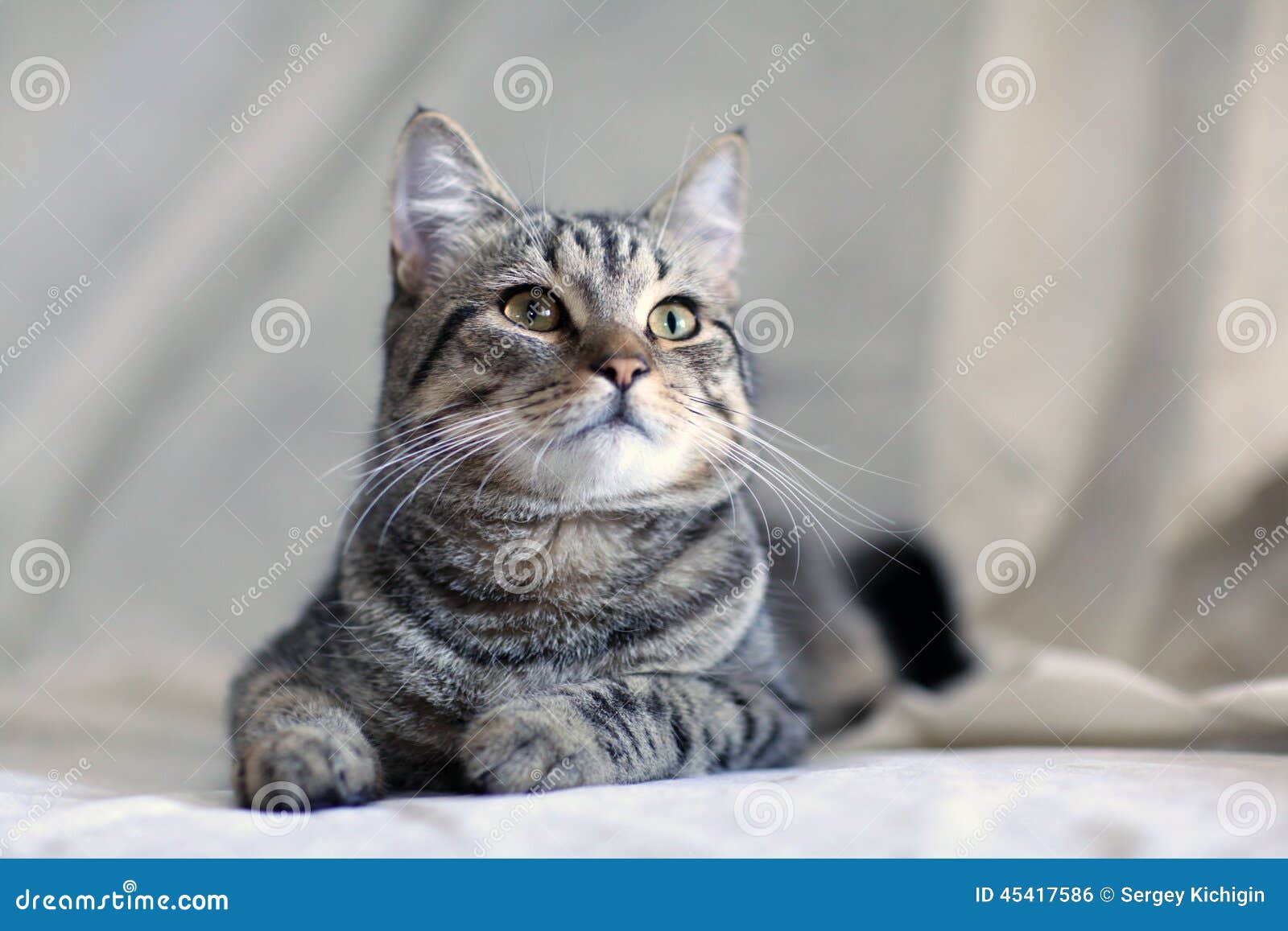 Lustige Graue Katze Auf Einem Sofa Stockfoto - Bild von grau, katzen ...