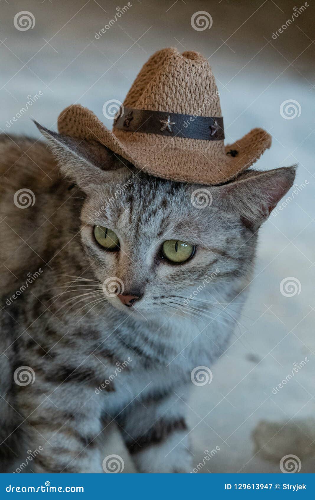 Lustige Graue Katze Mit Hut Stockbild - Bild von recht, katzenartig ...