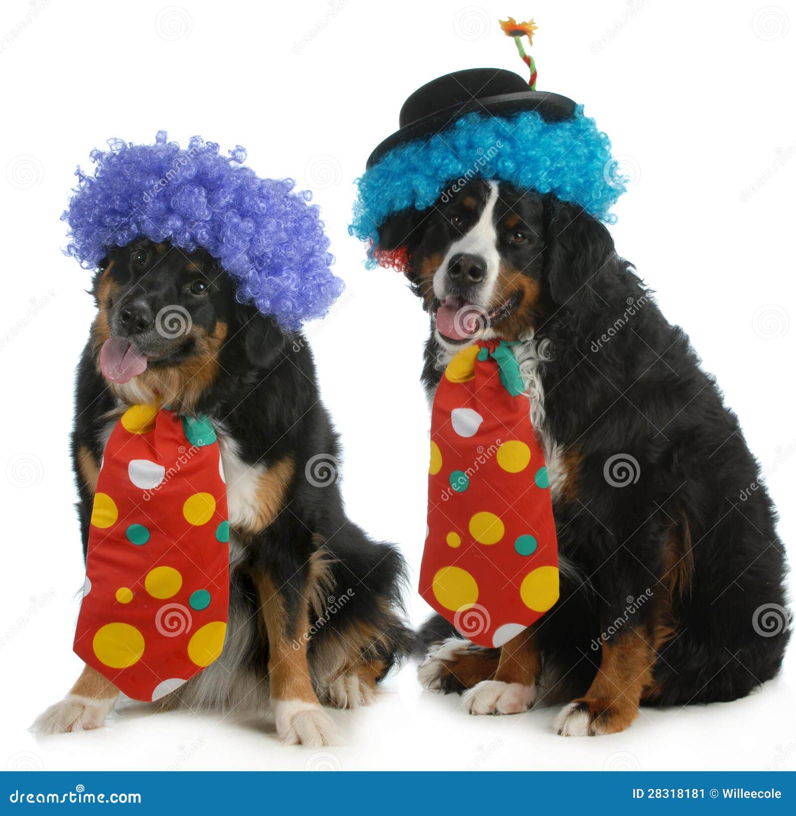 Lustige Hunde stockbild. Bild von halloween, lustig, hund - 28318181