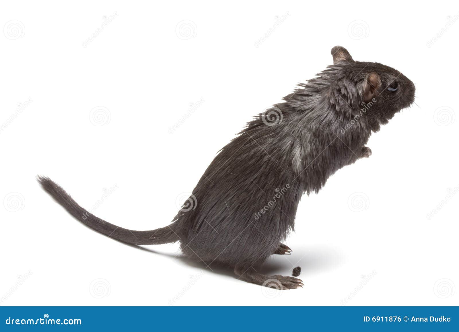 Lustige Ratte stockfoto. Bild von makro, hintergrund, umherirrender ...