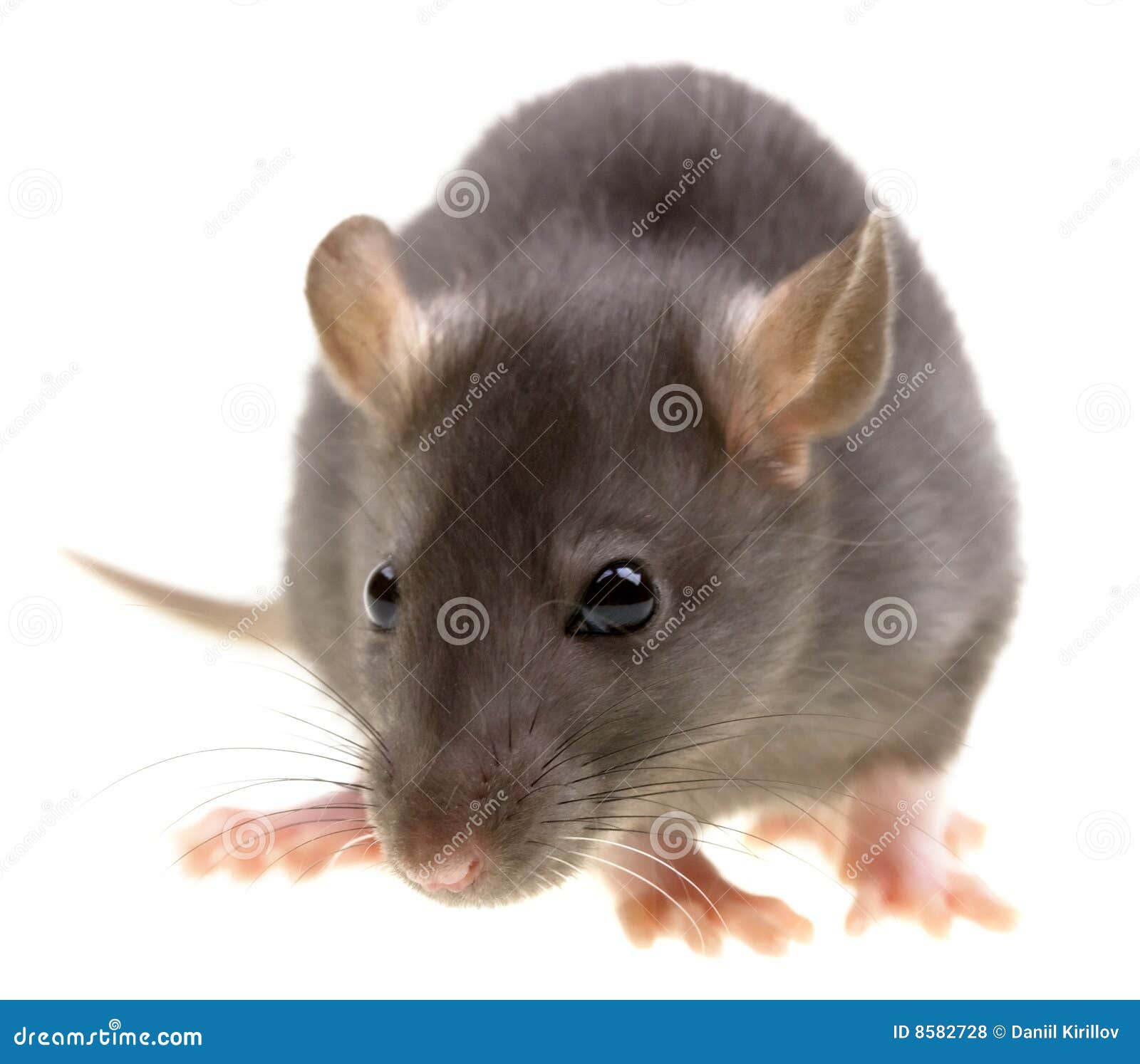 Lustige Ratte Getrennt Auf Weiß Stockfoto - Bild von flaumig, tatze ...