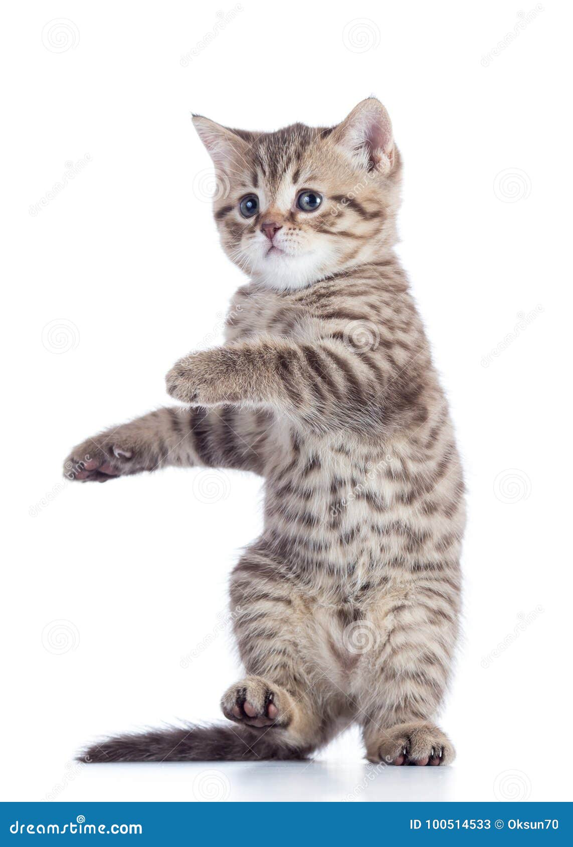 Lustige Spielerische Katze Steht Stockbild - Bild von nett, brut: 100514533