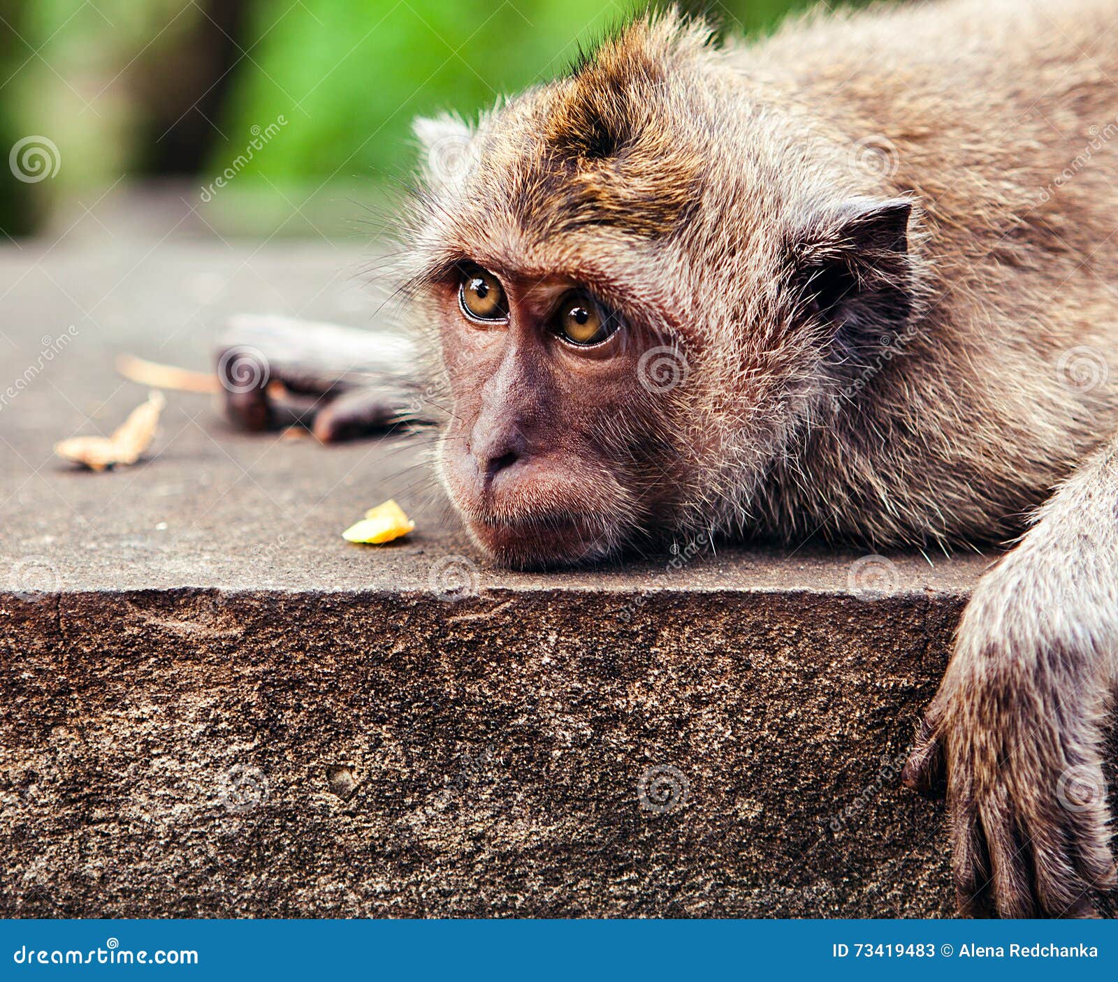 Lustiger Affe, Der Eine Banane Isst Stockbild - Bild von pelz ...