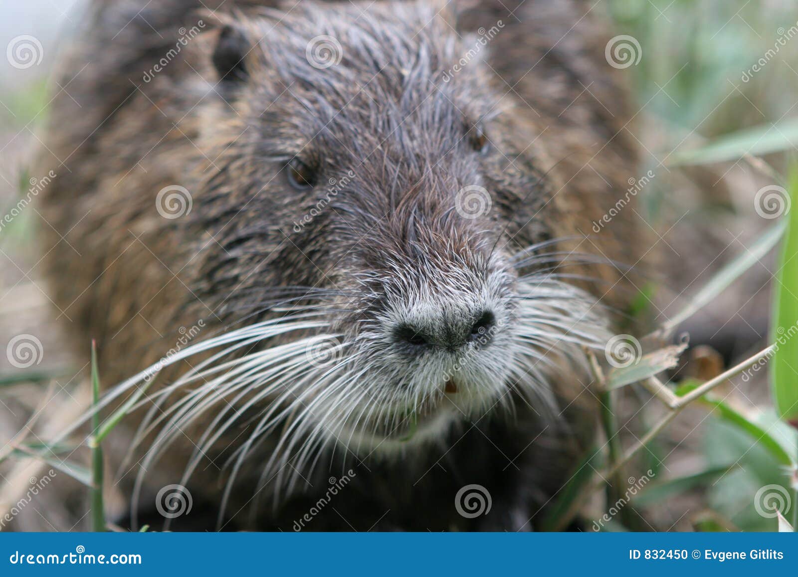 Lustiger Biber stockfoto. Bild von nagetier, tier, lustig - 832450