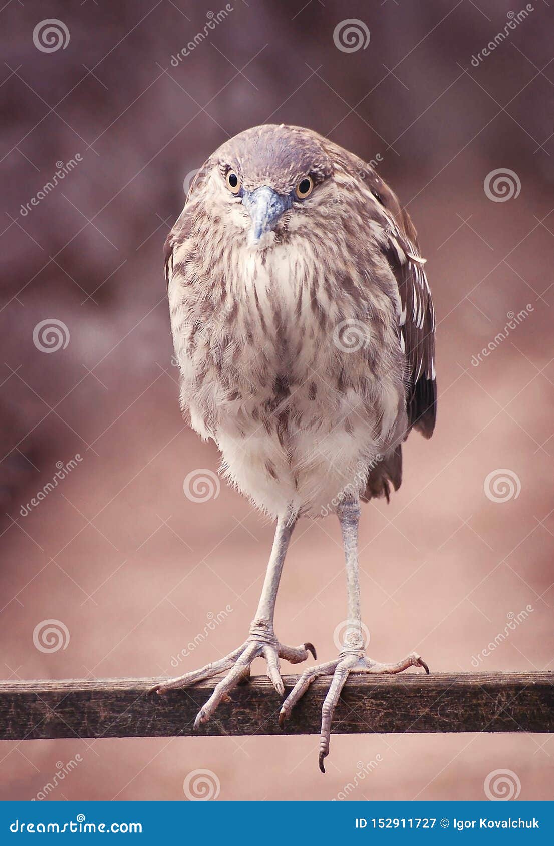 Lustiger Vogel Stockfotos und Bilder - Laden Sie 1,264 lizenzfreie ...