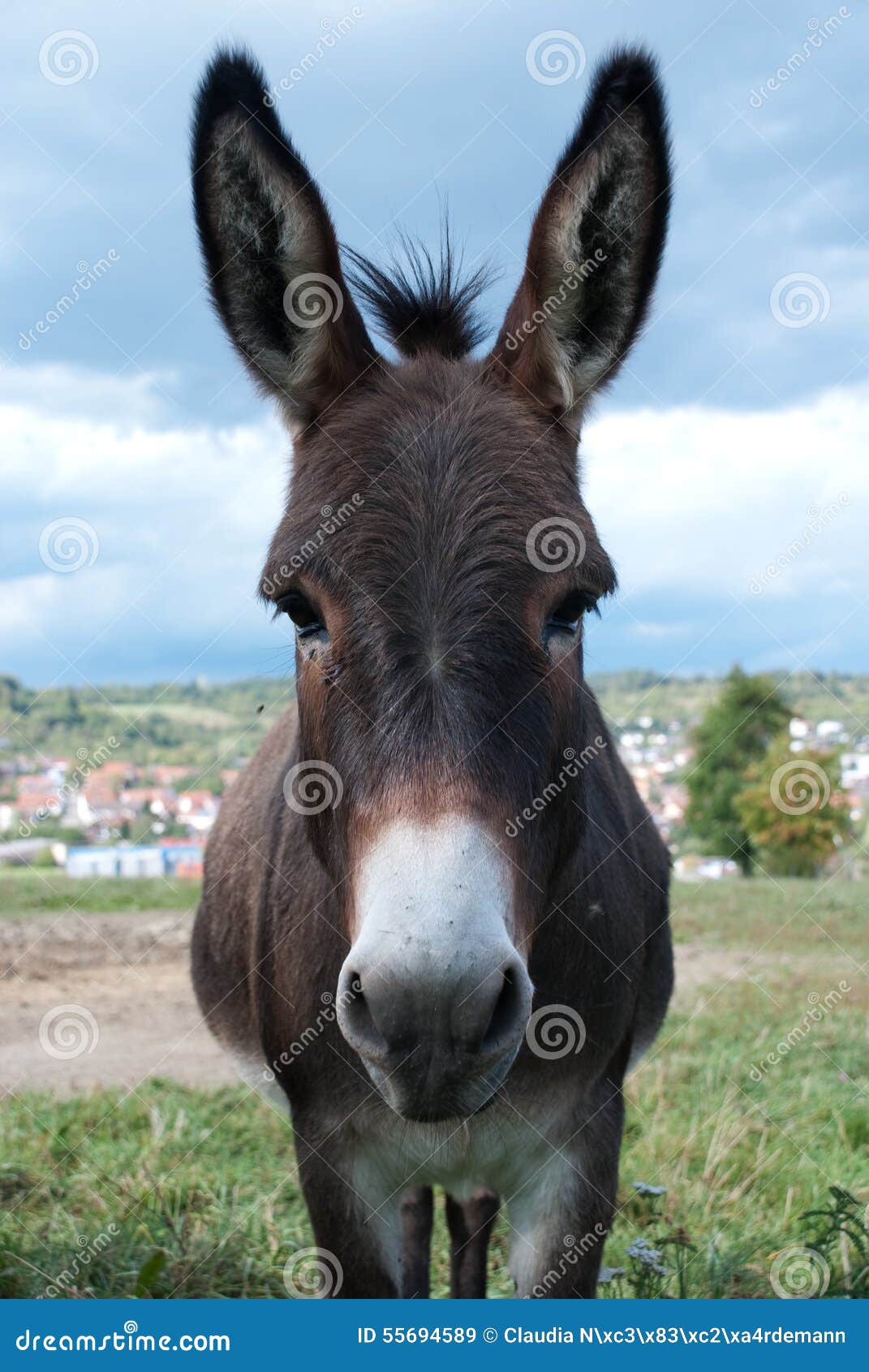 Lustiges Maultier stockbild. Bild von draussen, tier - 55694589