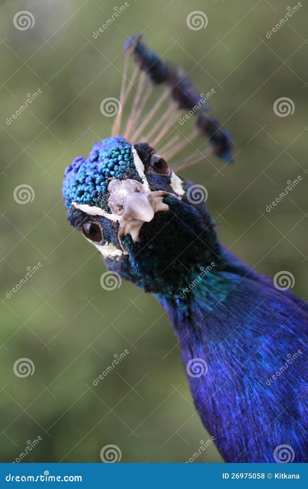 Lustiges Pfauportrait stockfoto. Bild von wild, ehrfurcht - 26975058