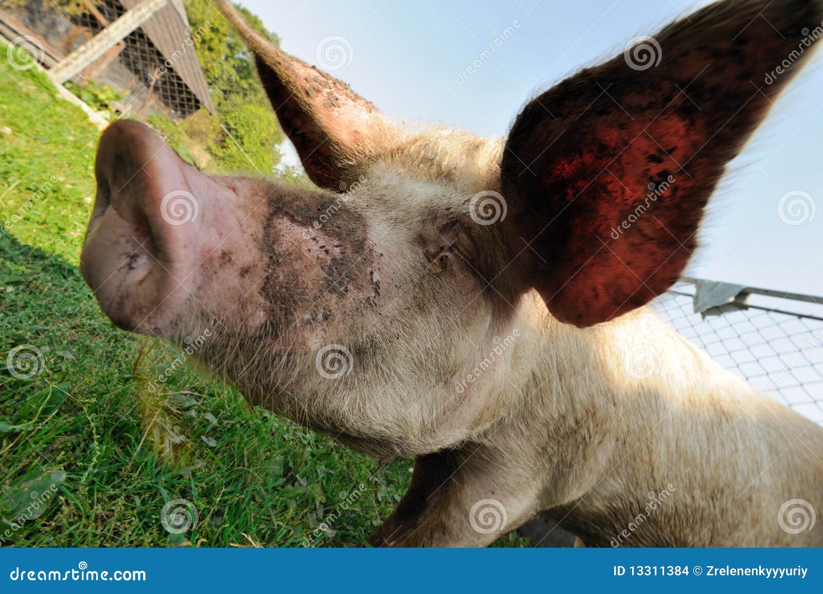 Lustiges Schwein stockfoto. Bild von bewirtschaften, gras - 13311384
