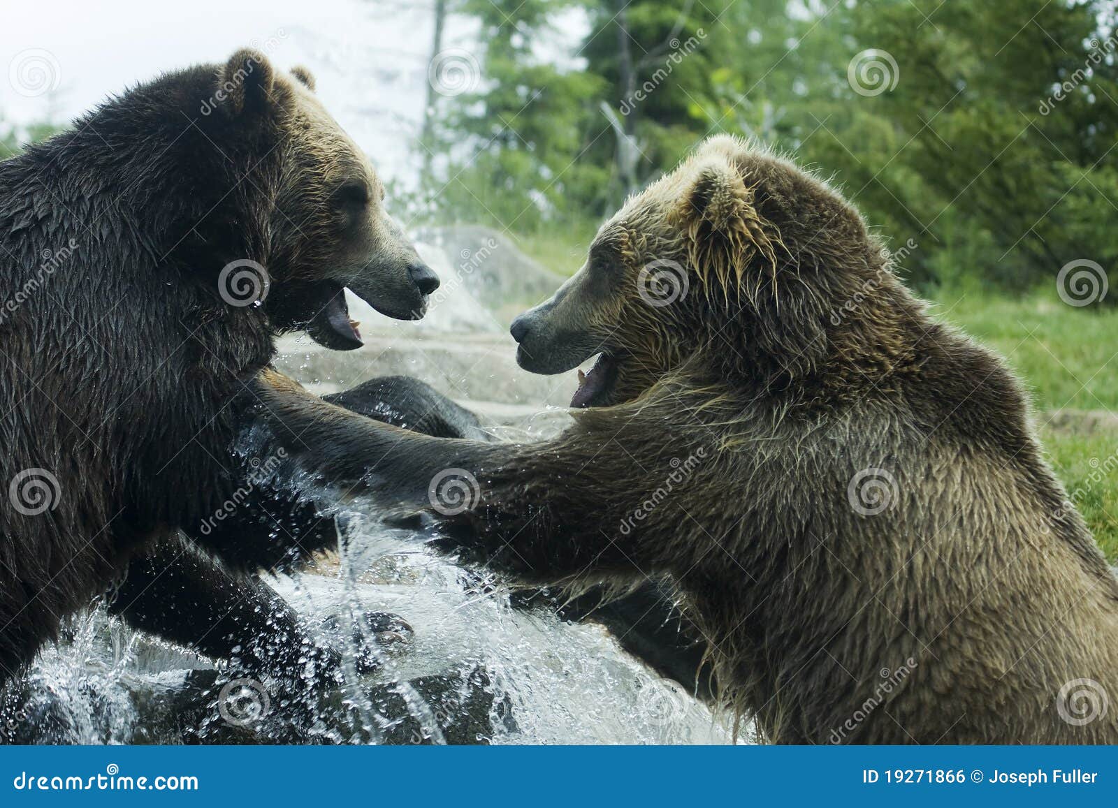 Luta Do Urso Do Urso (Brown) Foto de Stock - Imagem de jogo, pelaria ...