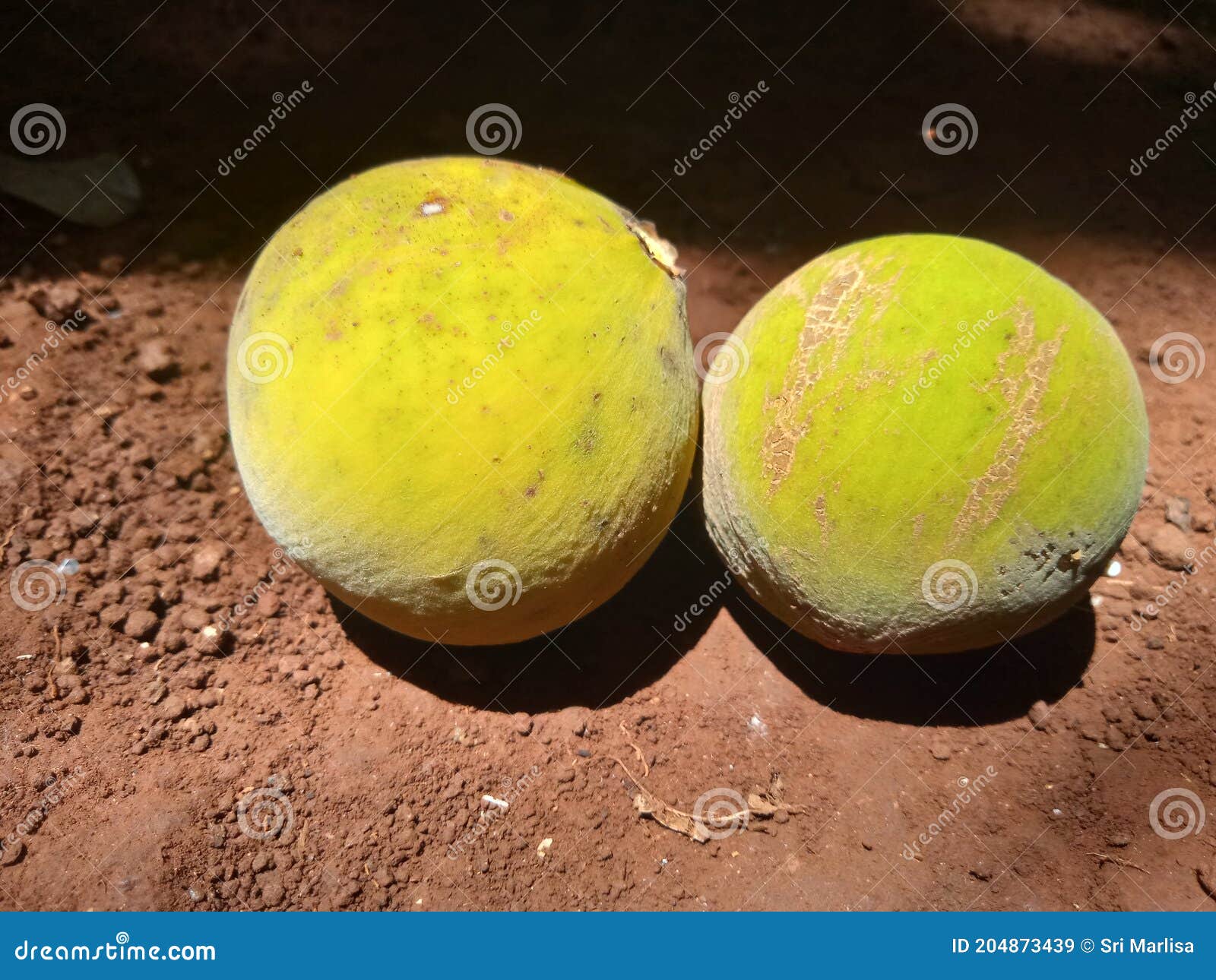 The Lute Fruit that only Exists in Indonesia is a Tropical Fruit. Stock ...