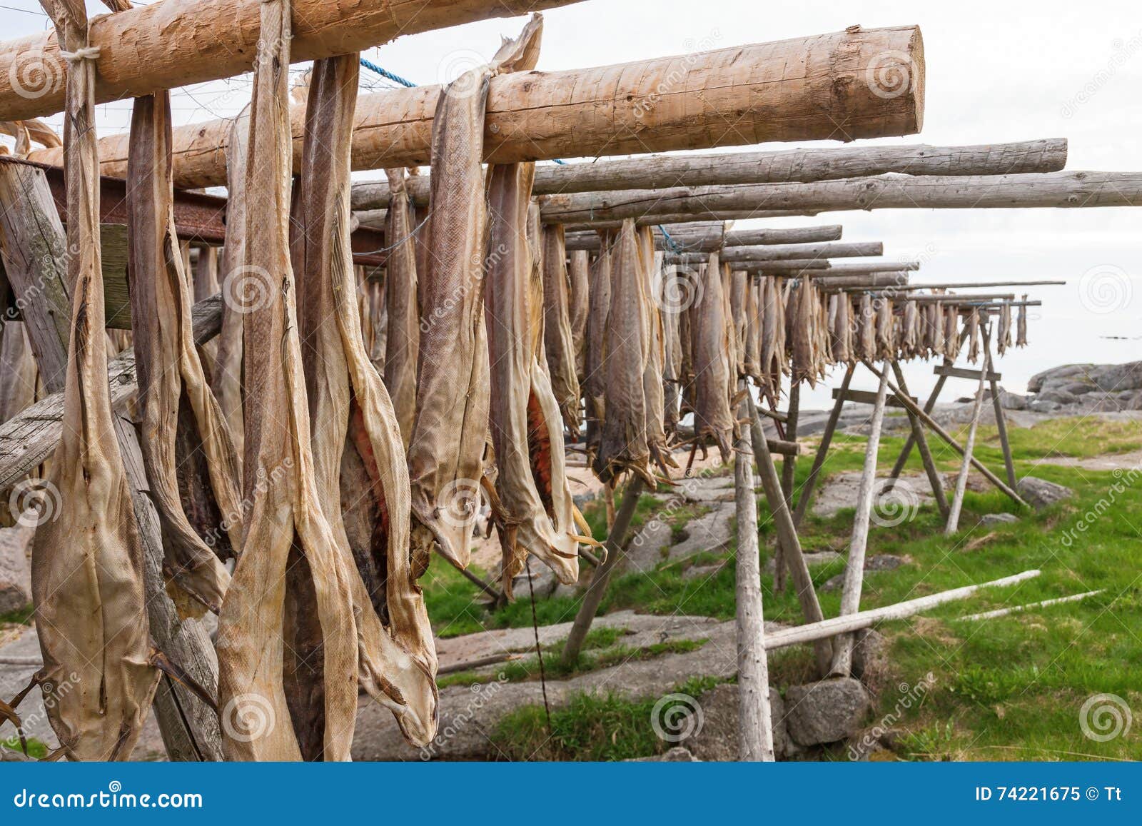 Lutfisk fotografering för bildbyråer. Bild av fisk, fiske - 74221675