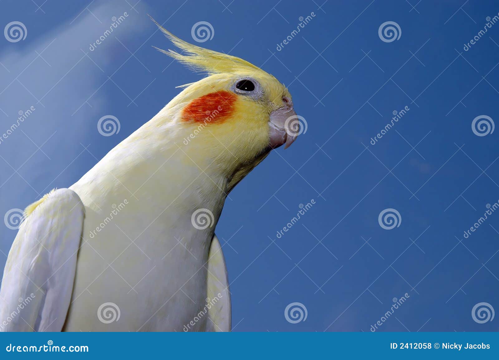 Lutino Cockatiel Red Eye