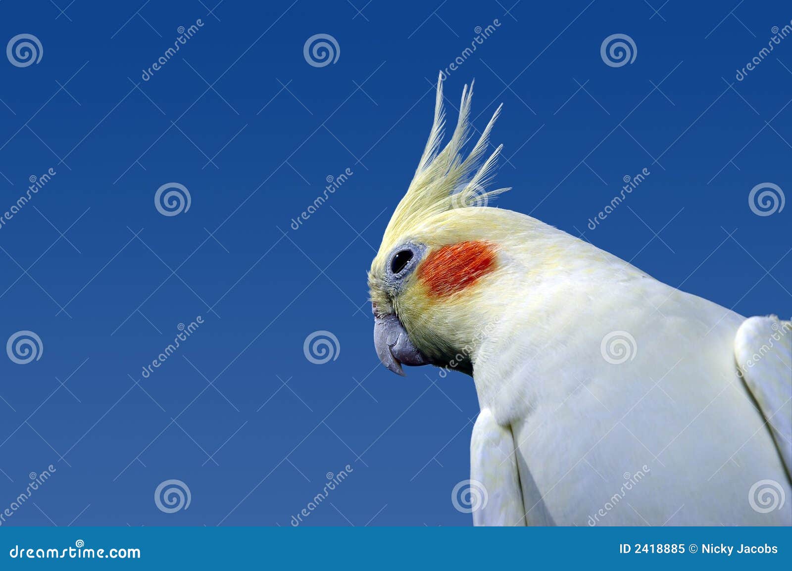Blue Lutino Cockatiels