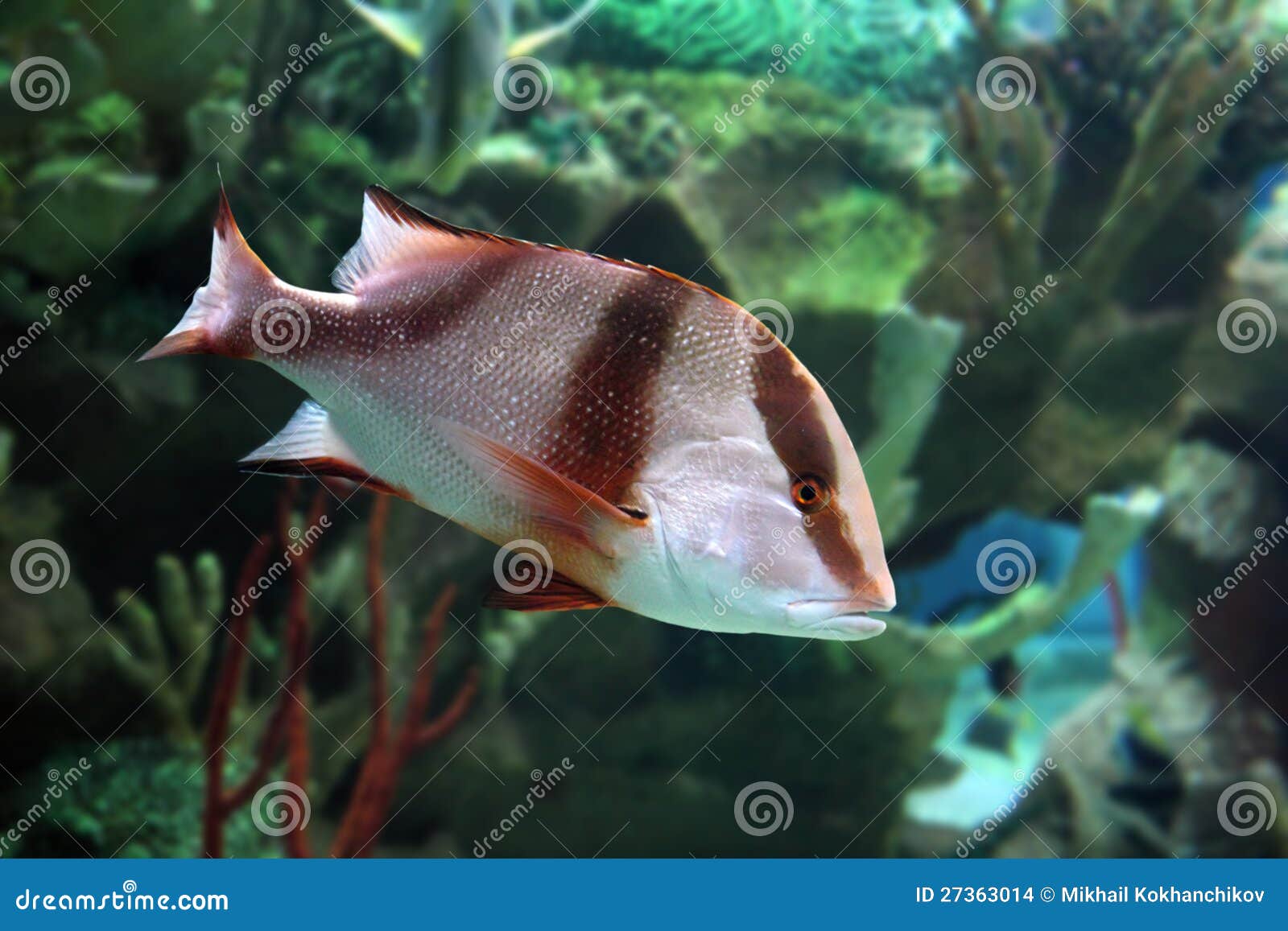 Lutjanus Sebae - Tropical Fish Stock Photo - Image of aquarium, life ...