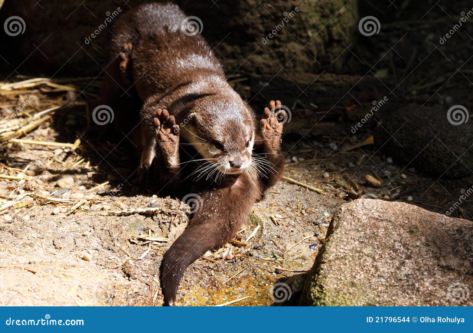 Lutra lutra stock photo. Image of active, game, zoology - 21796544