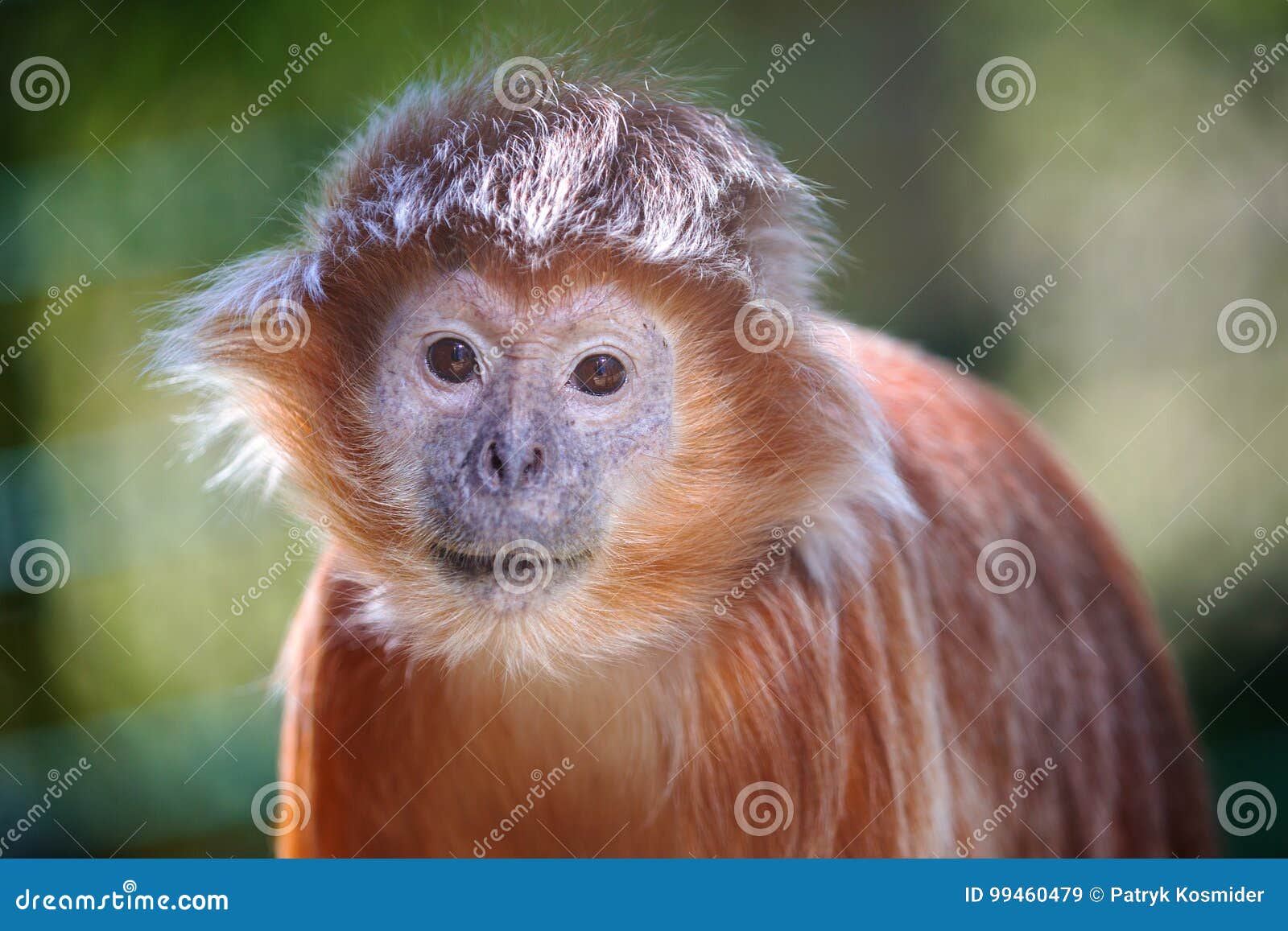 The lutung monkey stock image. Image of face, closeup - 99460479