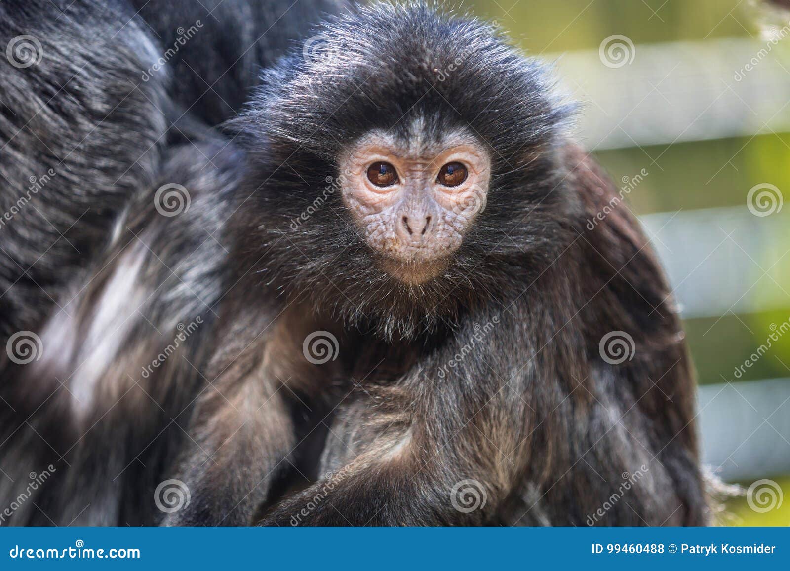 The lutung monkey stock photo. Image of black, forest - 99460488