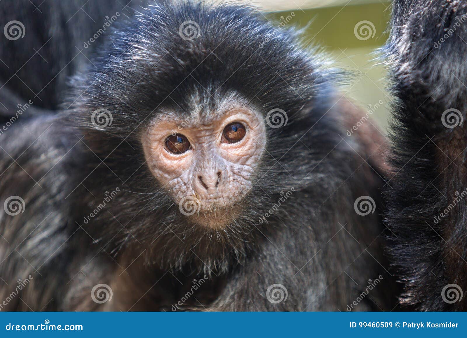 The lutung monkey stock image. Image of forest, curiosity - 99460509