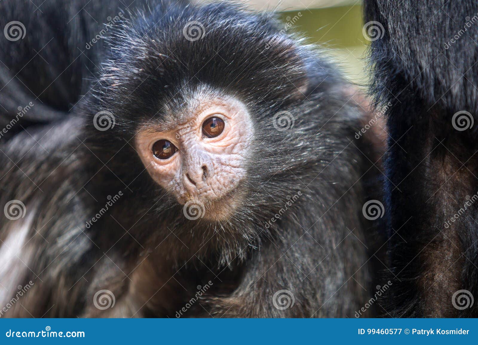 The lutung monkey stock image. Image of monkey, lutung - 99460577