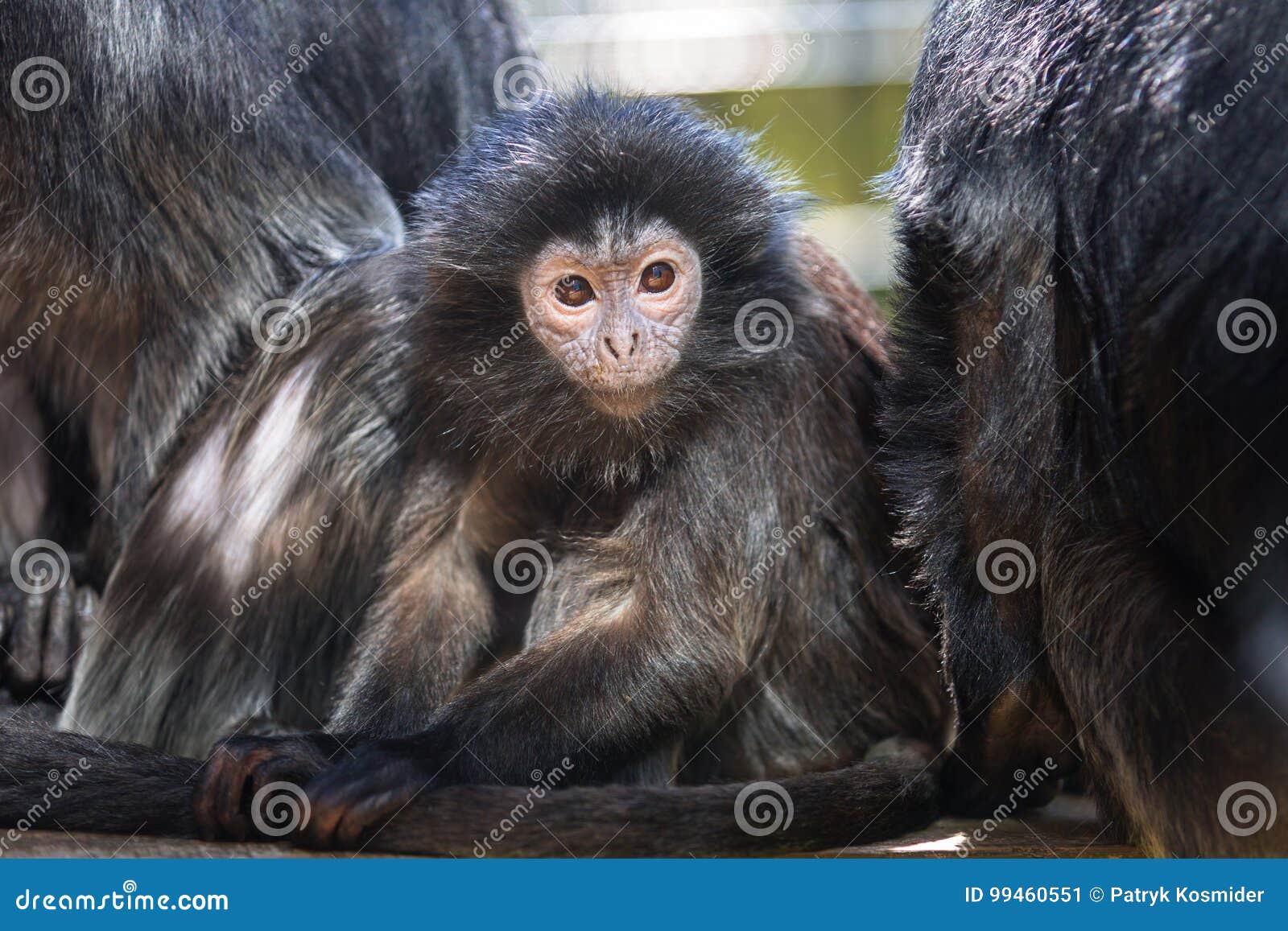 The lutung monkey stock image. Image of looking, cage - 99460551