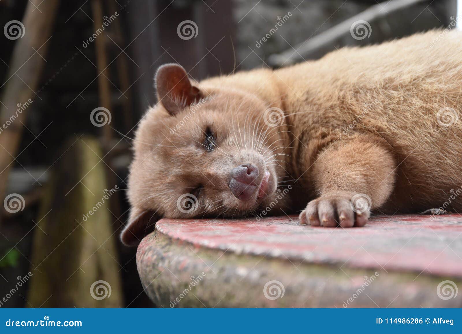 Luwak zdjęcie stock. Obraz złożonej z organicznie, kawa - 114986286