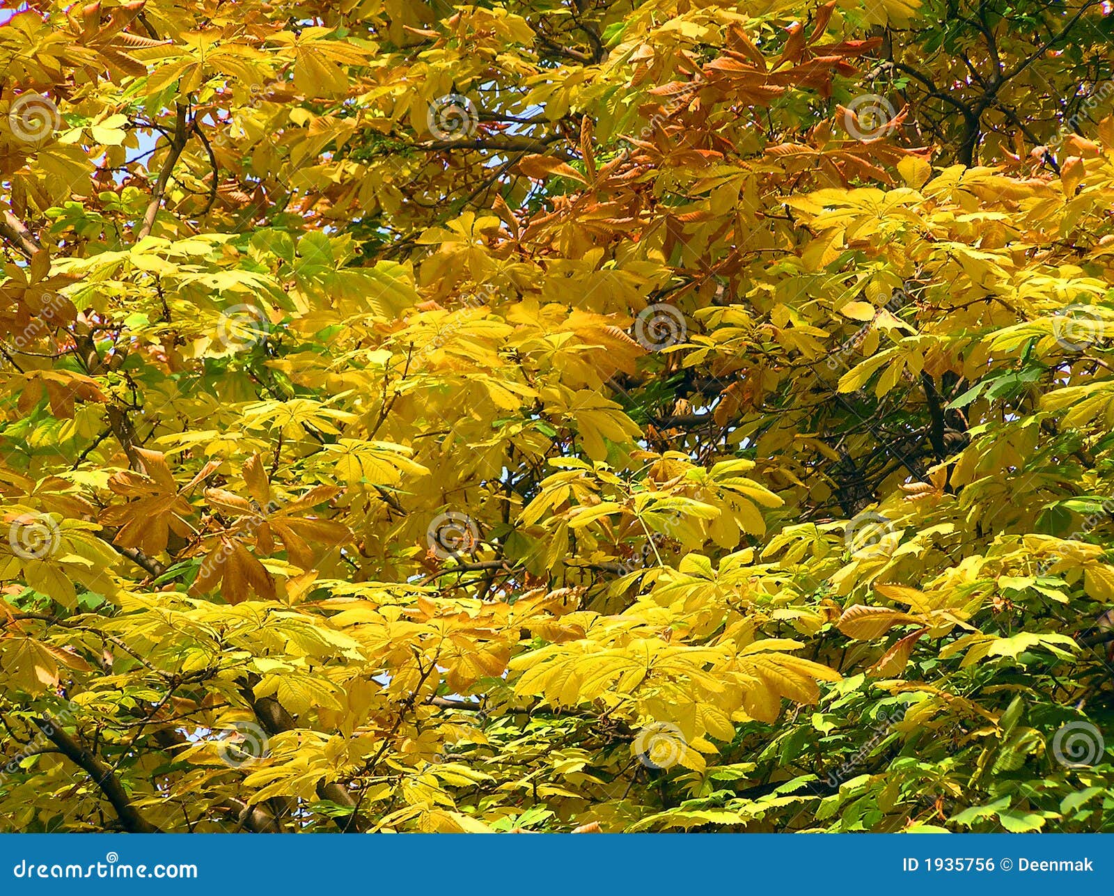 Luxuriant autumn foliage stock photo. Image of colored - 1935756