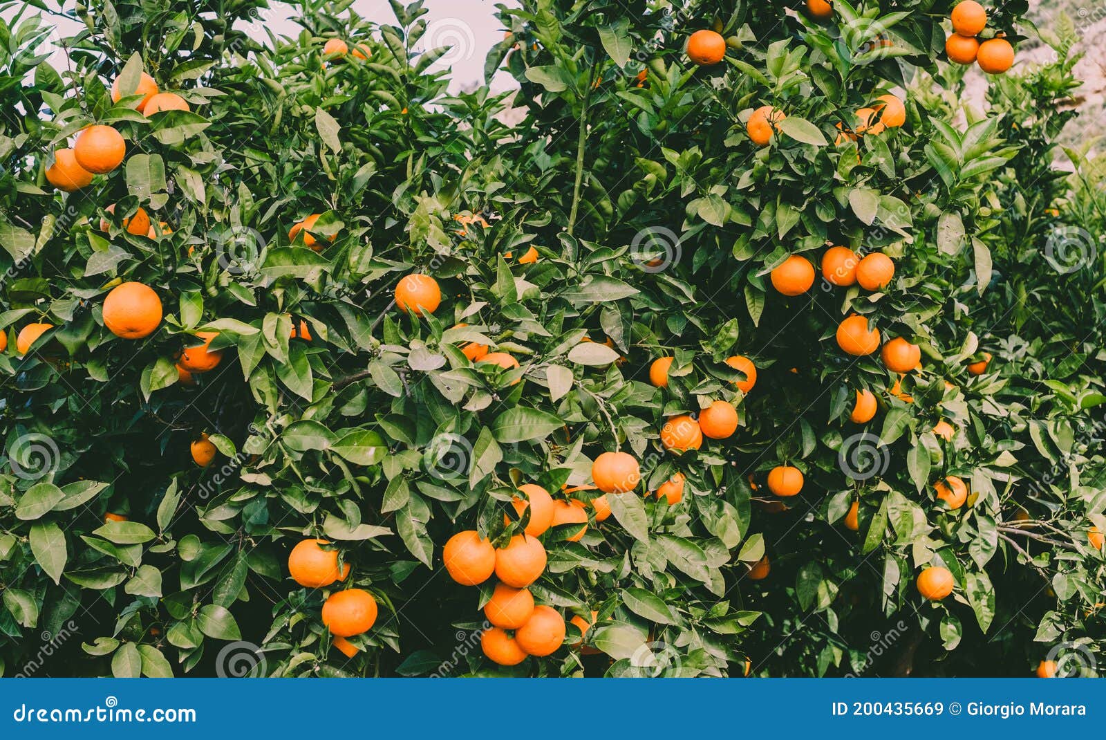 3,383 Luxuriant Tree Photos - Free & Royalty-Free Stock Photos from ...