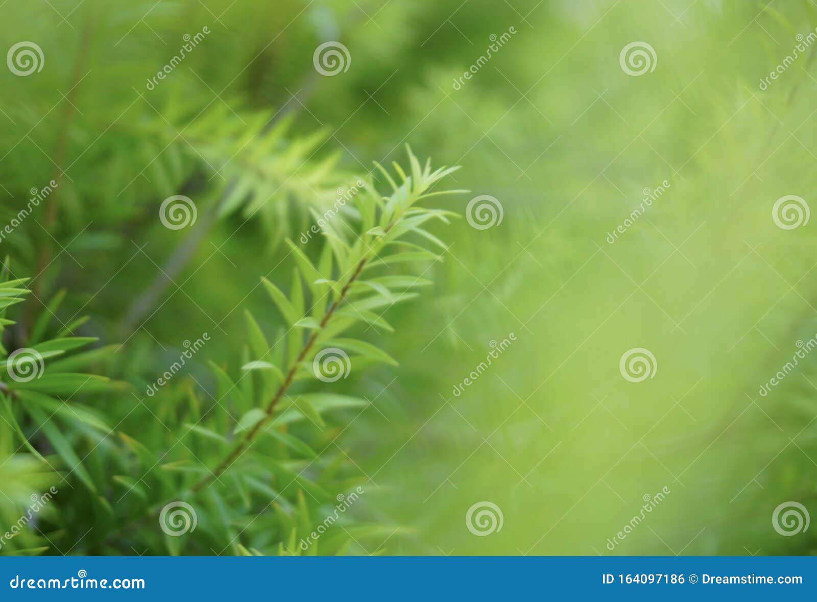 Luxuriant stock photo. Image of plants, green, environment - 164097186