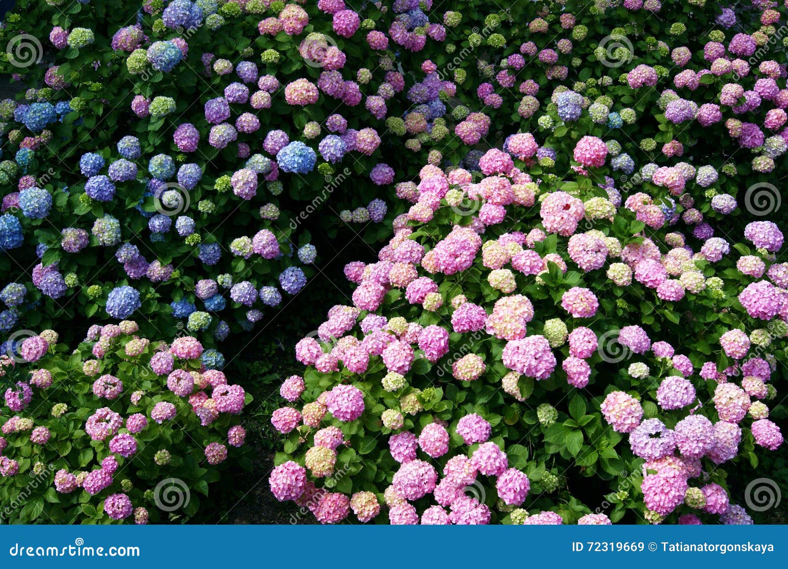 Luxuriantly Blooming Hydrangea Bushes Stock Image - Image of ...