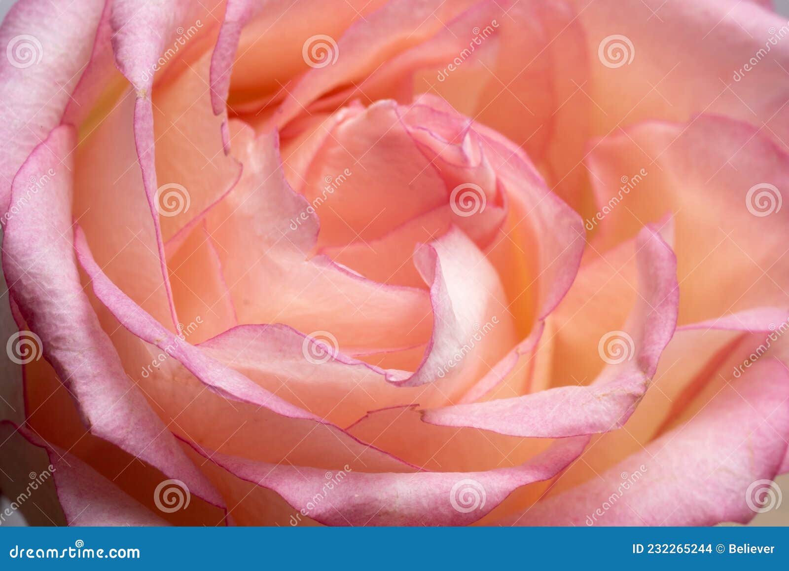 Luxurious Light Pink Rose. Extreme Flower Close-up Stock Photo - Image ...