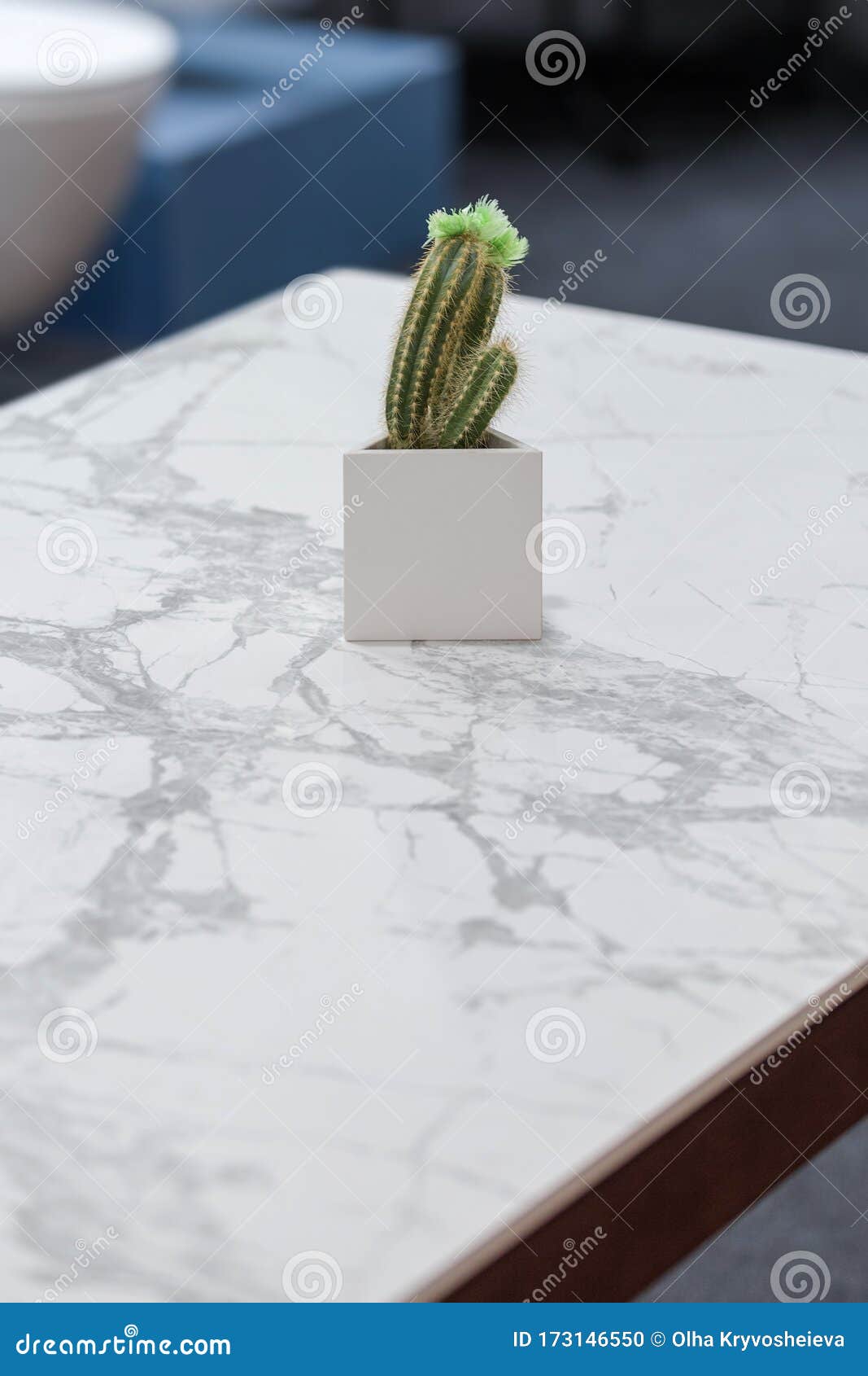 Luxurious Marble Dining Table. Marble Triangle Pot with Mini Cactus on ...