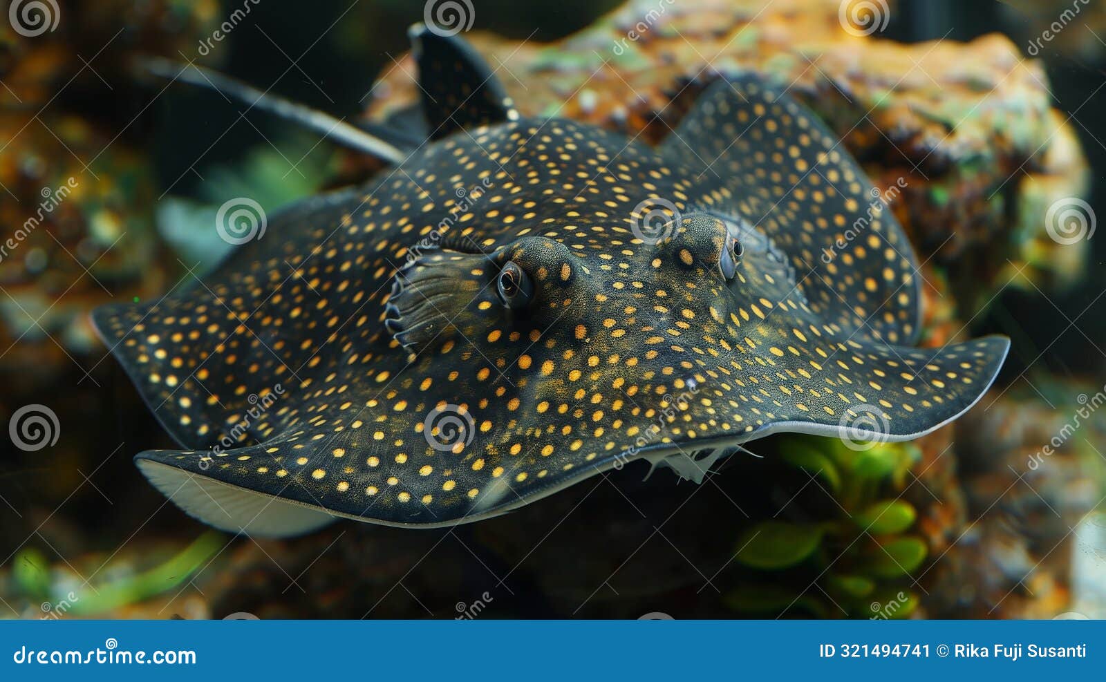 Luxurious Polka Dot Stingray with Clear Water Emphasizing Its Features ...