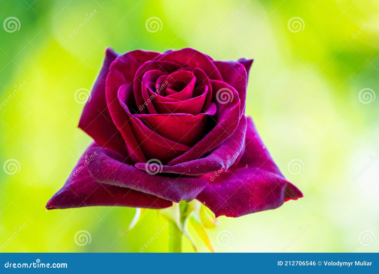 Luxurious Red, Burgundy Rose on a Blurred Green Background Stock Photo ...