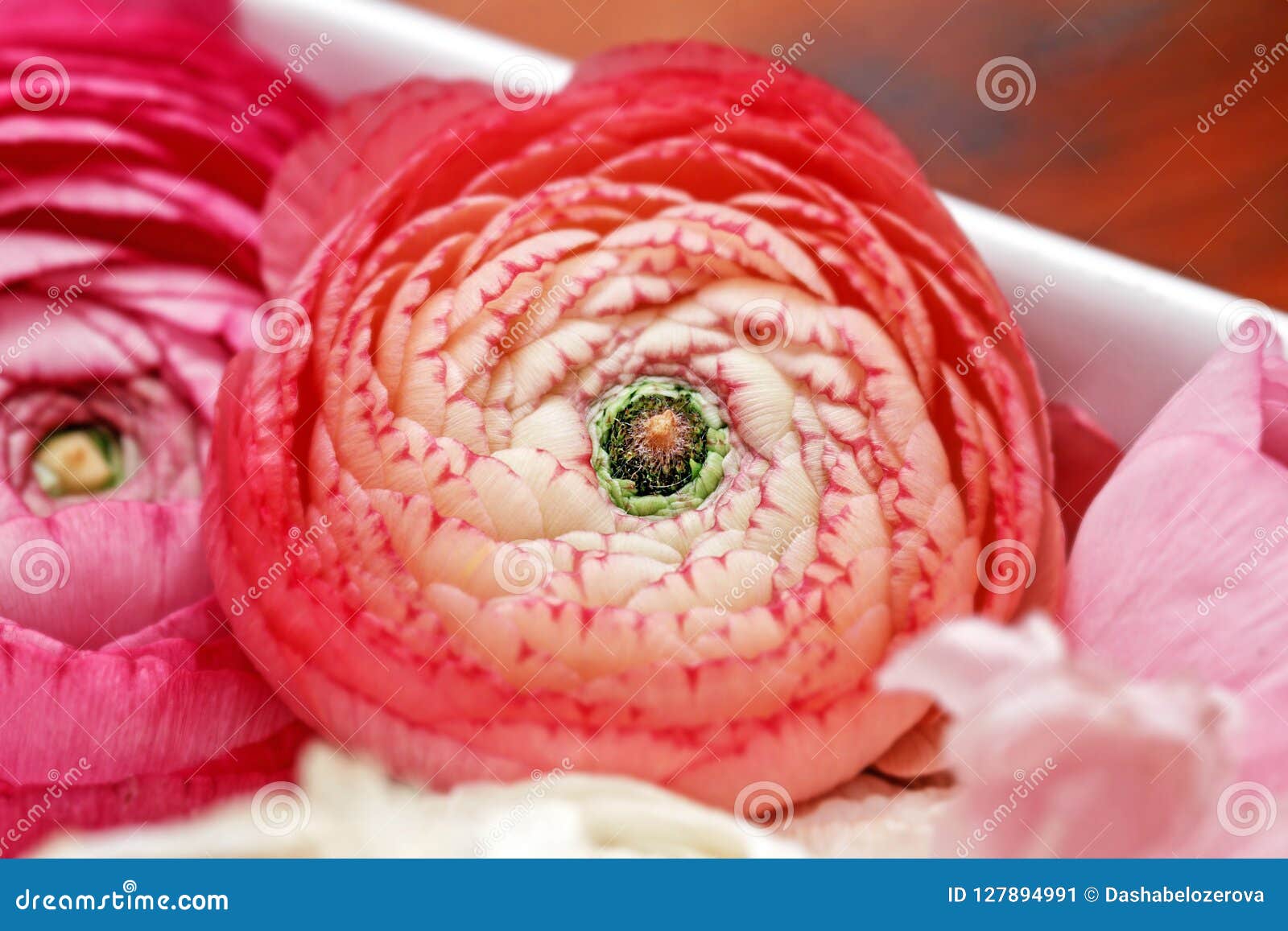 Luxurious Red Charming Ranunculus Close-up Stock Image - Image of ...