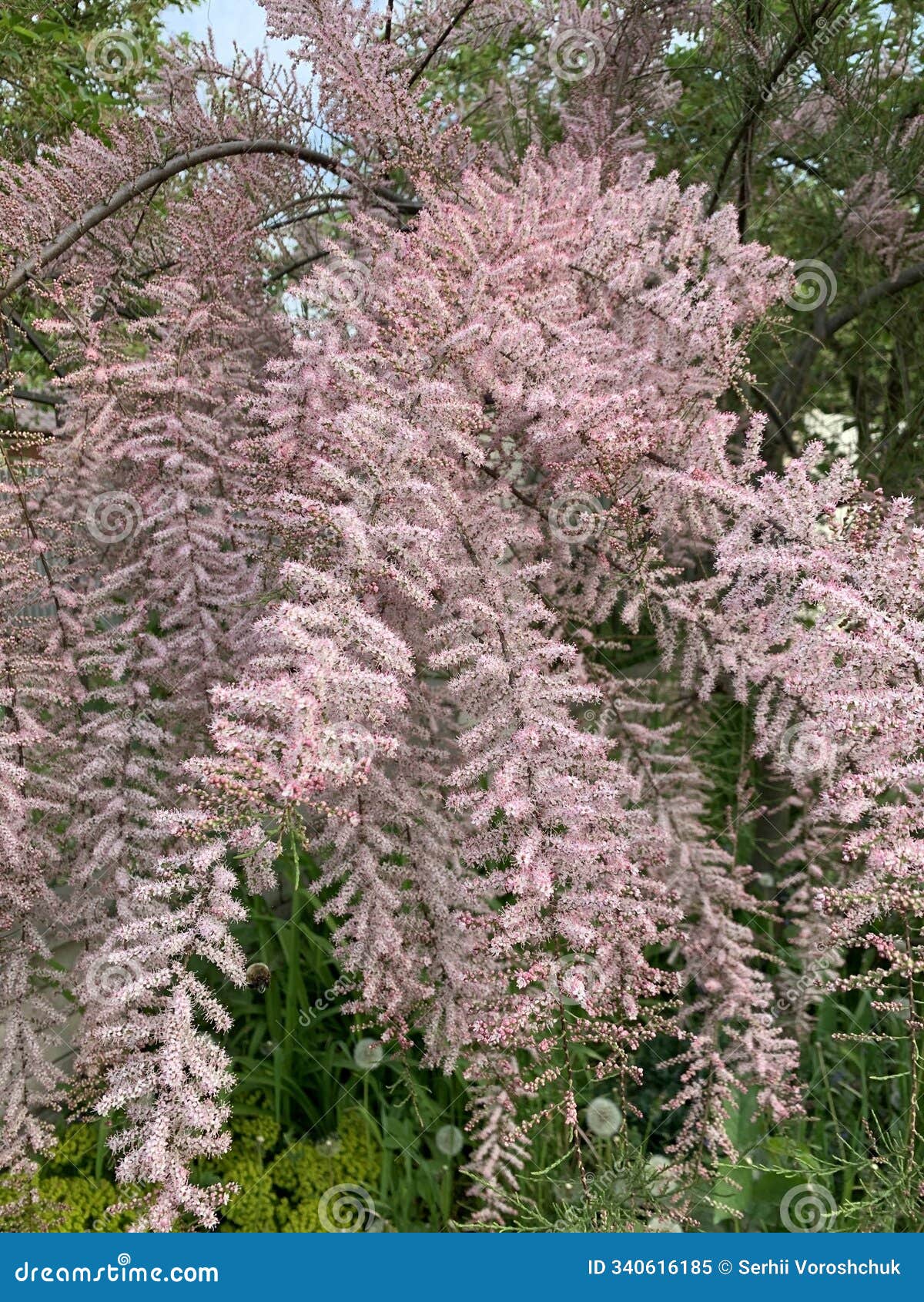 A Luxurious Tamarisk Flower among Greenery Stock Image - Image of ...