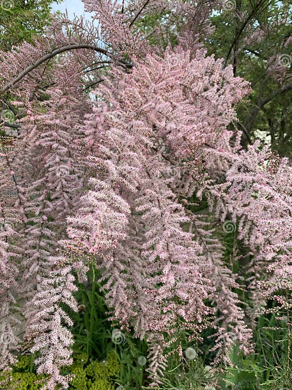 A Luxurious Tamarisk Flower among Greenery Stock Image - Image of ...