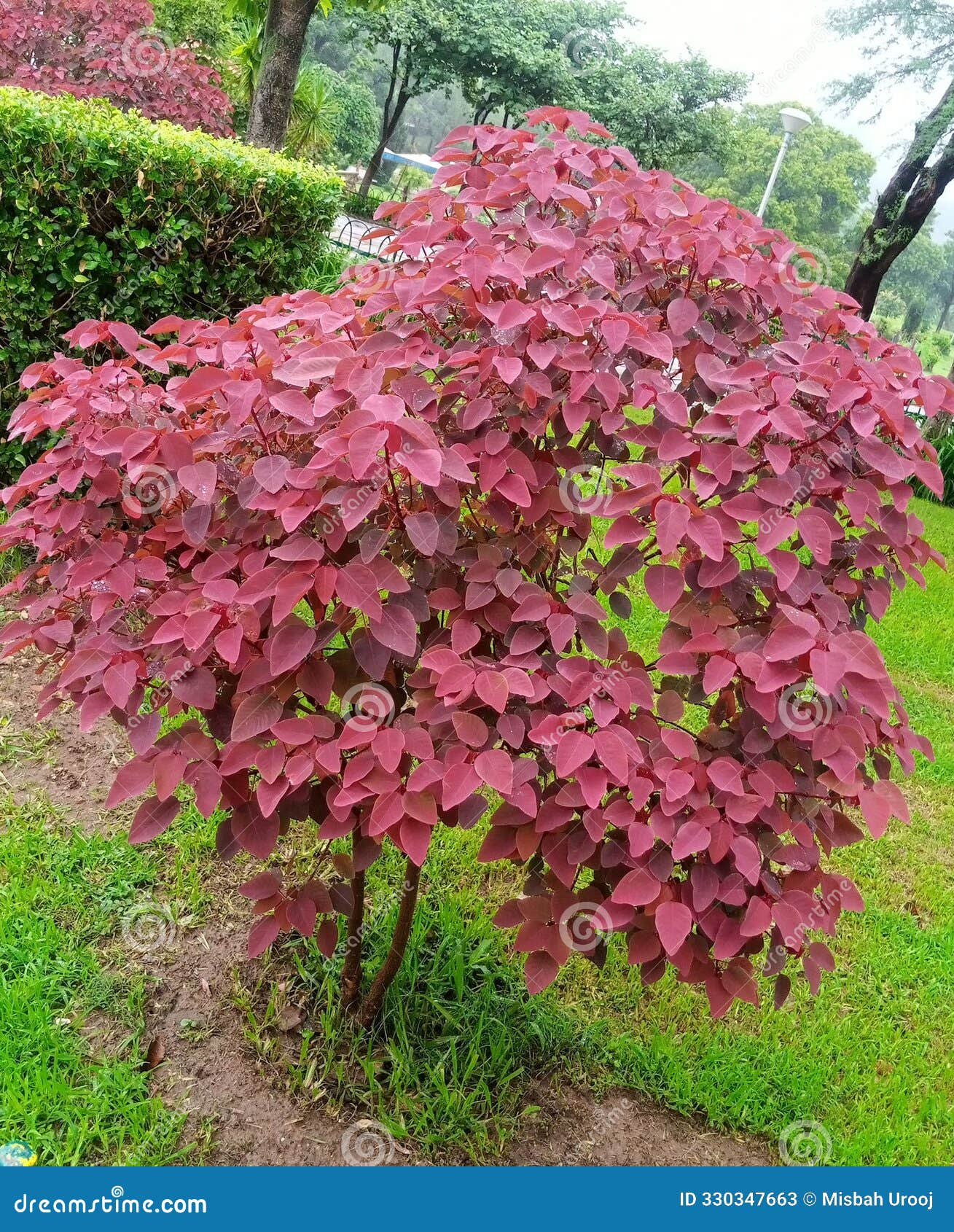 A Pink Colored Leafy Plant in a Park with Rain Drops on it Stock Image ...