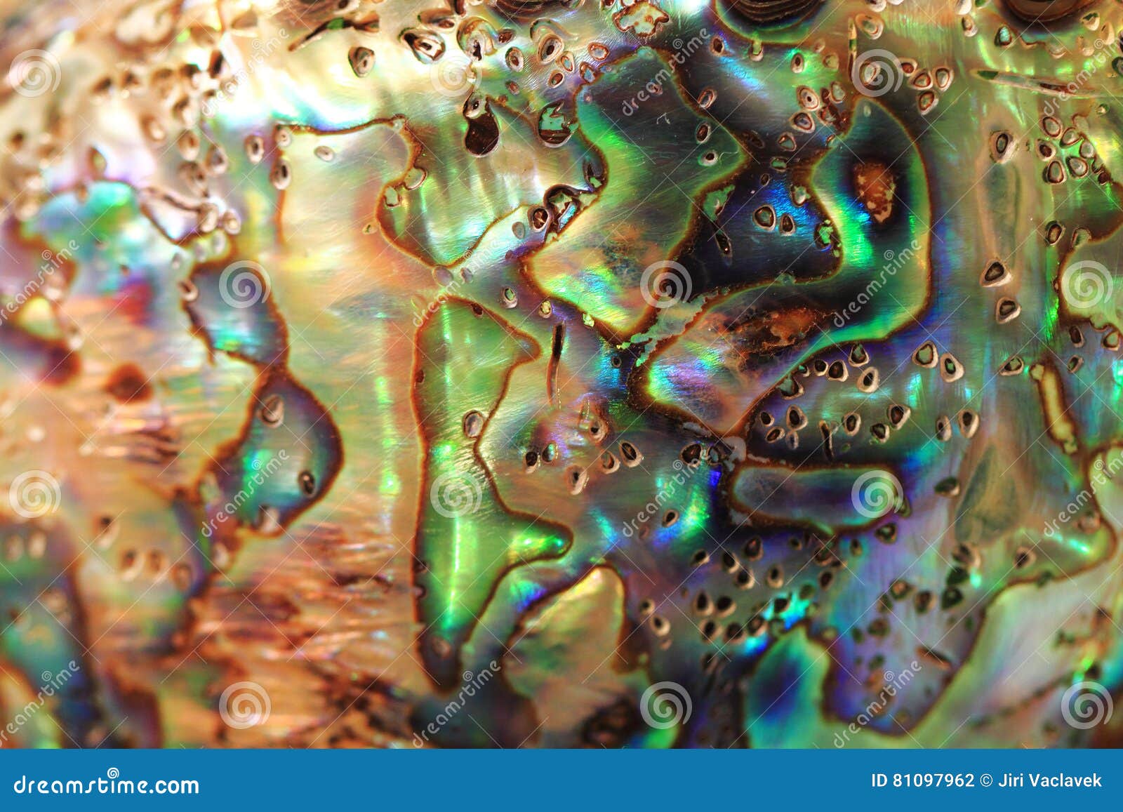 Pearl Texture Stock Photography | CartoonDealer.com #52505504