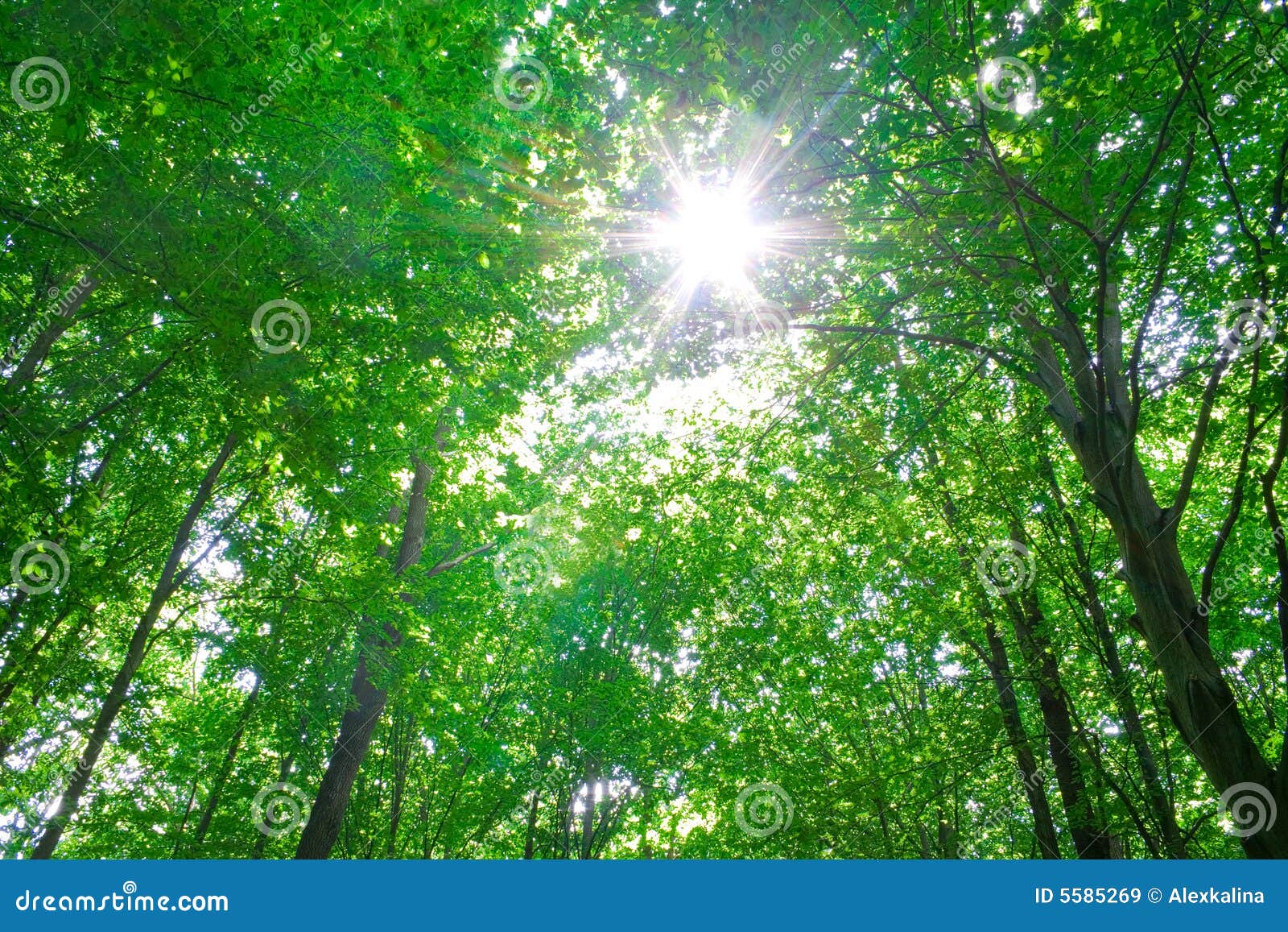 Luz Del Sol En árboles Del Bosque Imagen de archivo - Imagen de verano ...